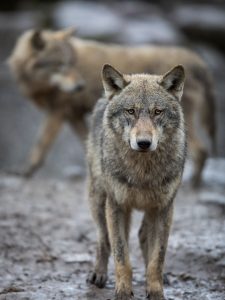 The National Animal Of Turkey: The Grey Wolf, Inspiring A Nation